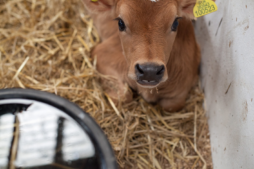 Roskillys - Why Eat Cornish