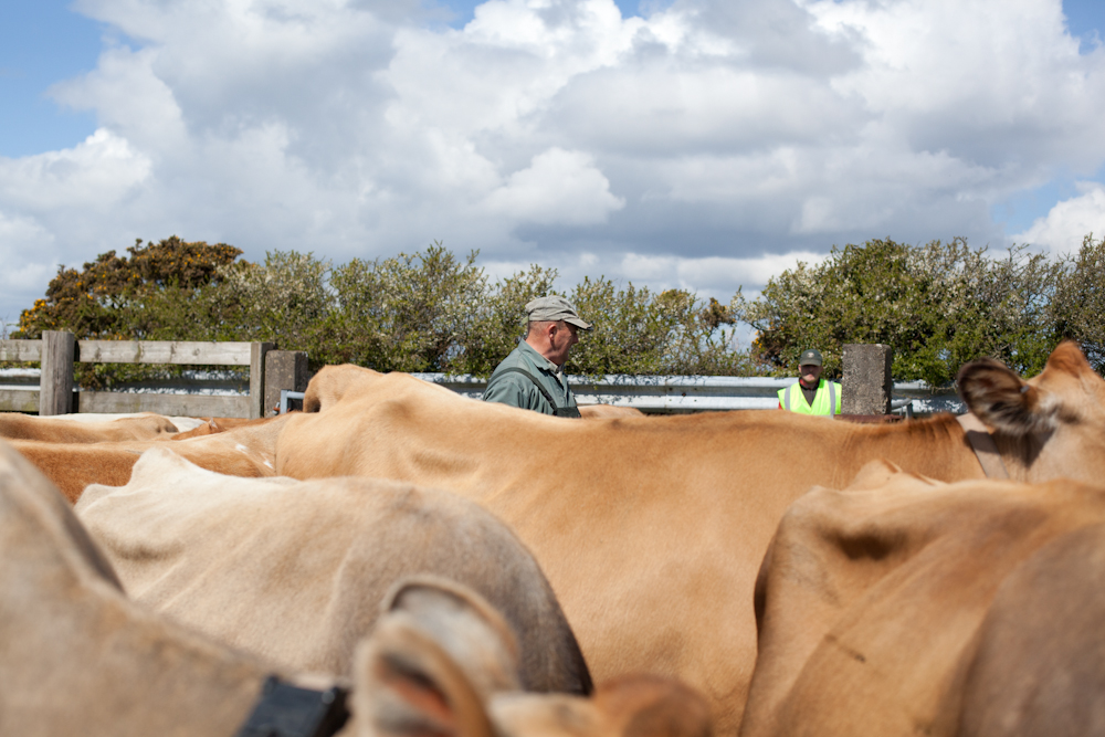 Roskillys - Why Eat Cornish