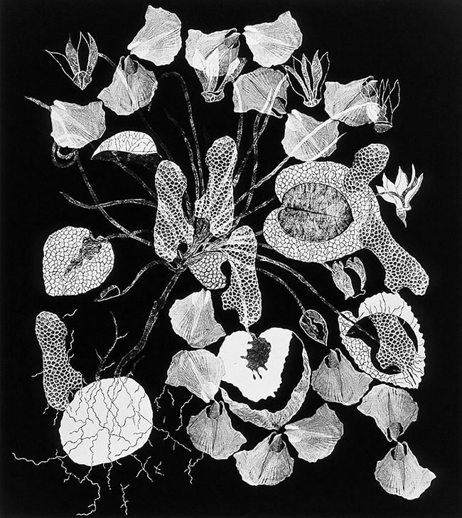 Hortus - Maria Martínez-Cañas