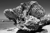 Sentimental Objects - Elizabeth Cheek Photography