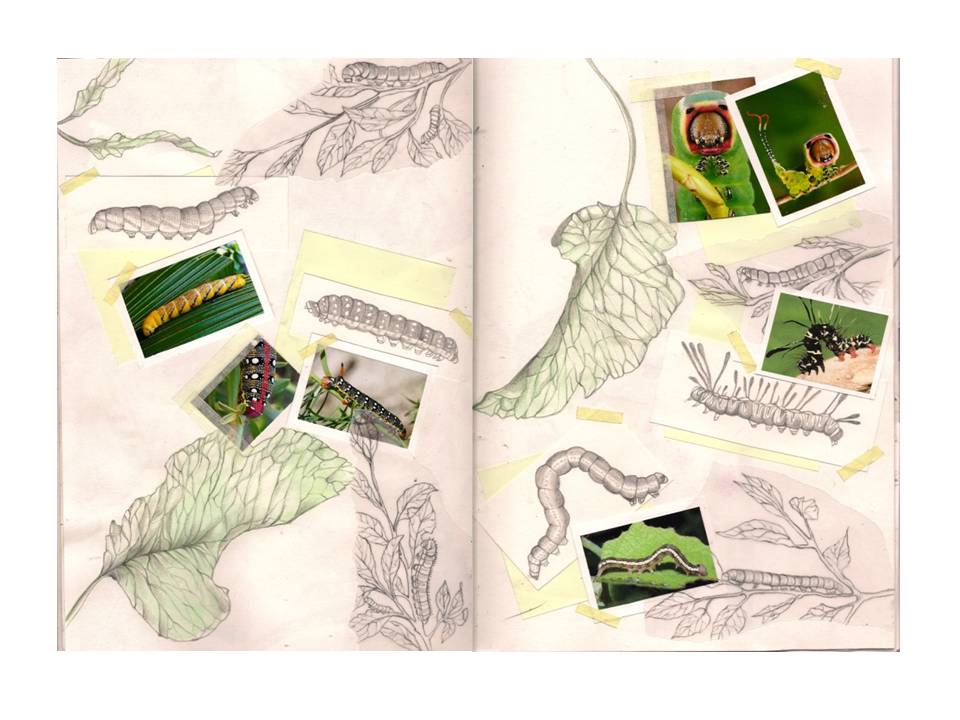 Research Sketchbook: Insects & Waterlily - Elena Occidente portfolio