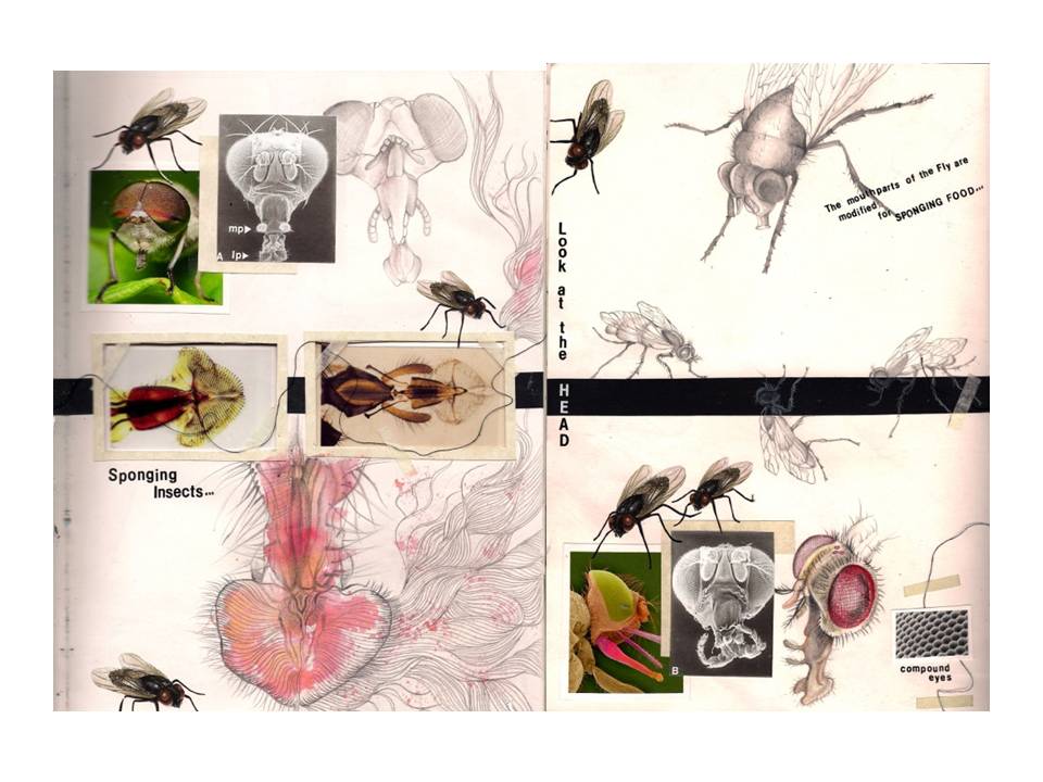 Research Sketchbook: Insects & Waterlily - Elena Occidente portfolio