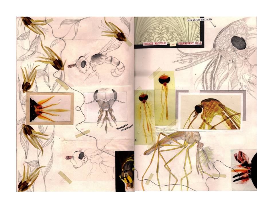Research Sketchbook: Insects & Waterlily - Elena Occidente portfolio