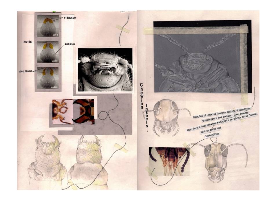 Research Sketchbook: Insects & Waterlily - Elena Occidente portfolio