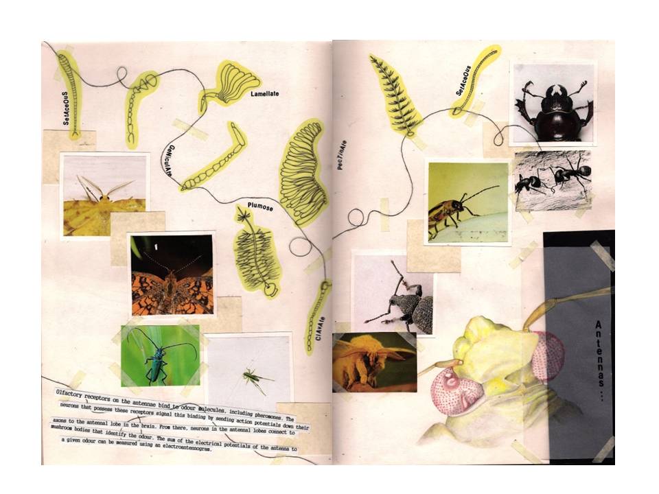 Research Sketchbook: Insects & Waterlily - Elena Occidente portfolio