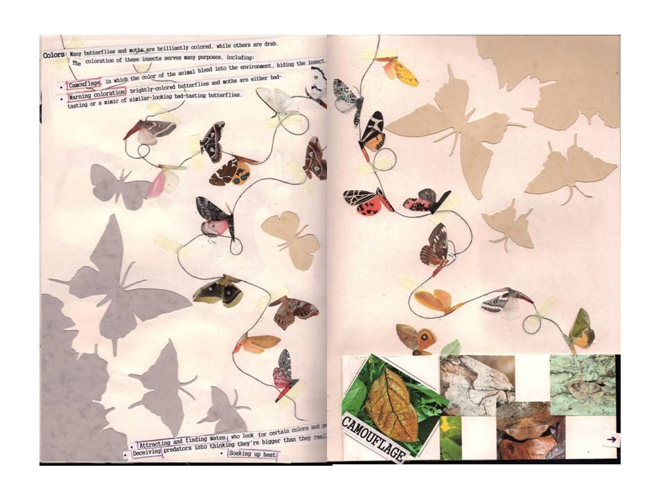 Research Sketchbook: Insects & Waterlily - Elena Occidente portfolio