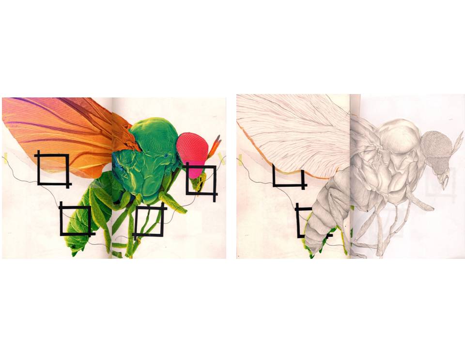 Research Sketchbook: Insects & Waterlily - Elena Occidente portfolio