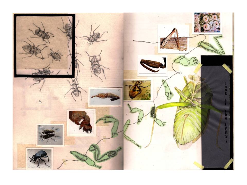 Research Sketchbook: Insects & Waterlily - Elena Occidente portfolio