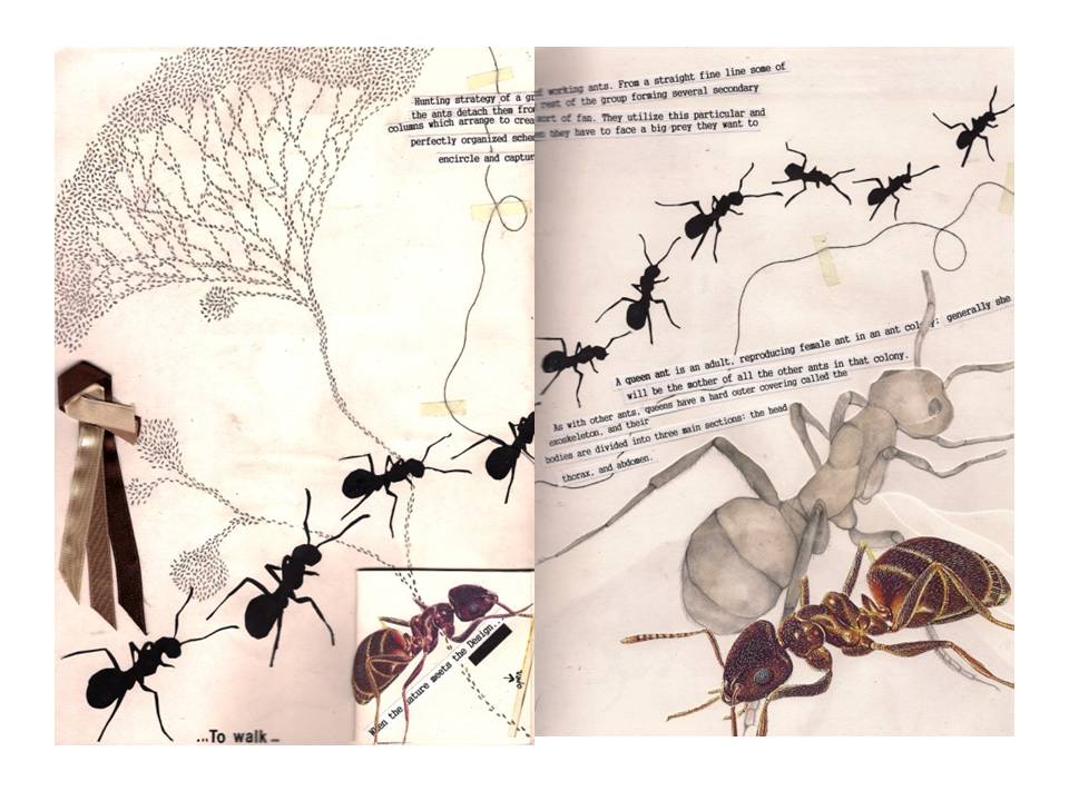 Research Sketchbook: Insects & Waterlily - Elena Occidente portfolio
