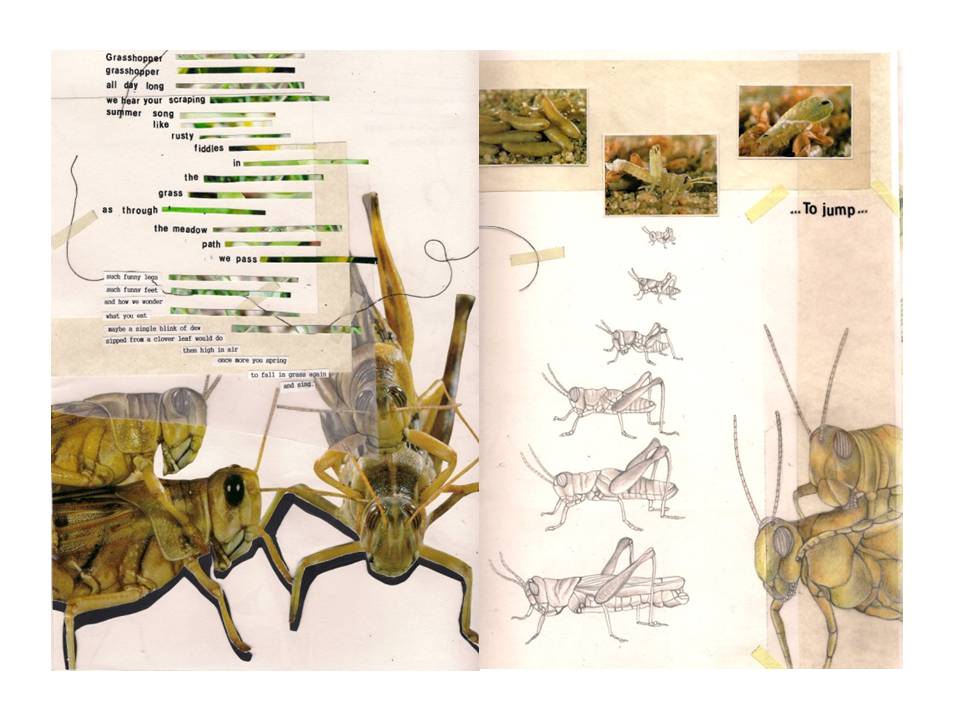 Research Sketchbook: Insects & Waterlily - Elena Occidente portfolio