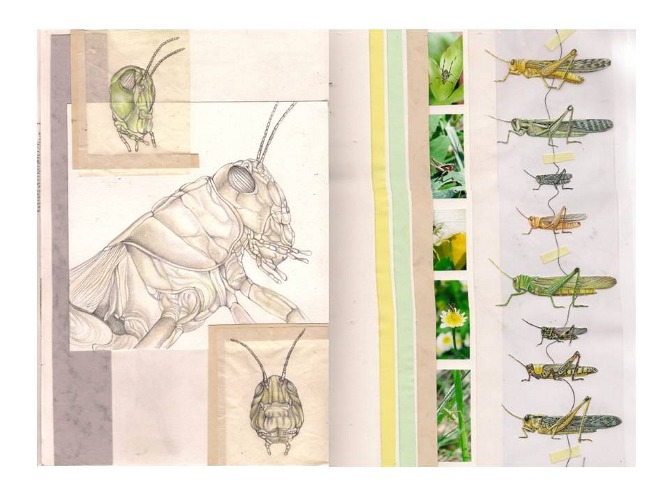 Research Sketchbook: Insects & Waterlily - Elena Occidente portfolio