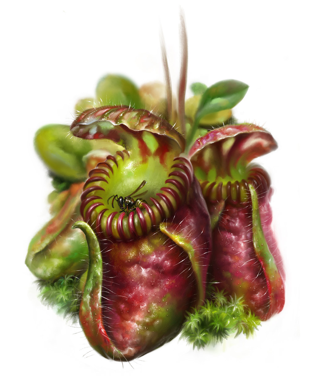 Cephalotus. The carnivorous plant - The Art of Eldar Zakirov