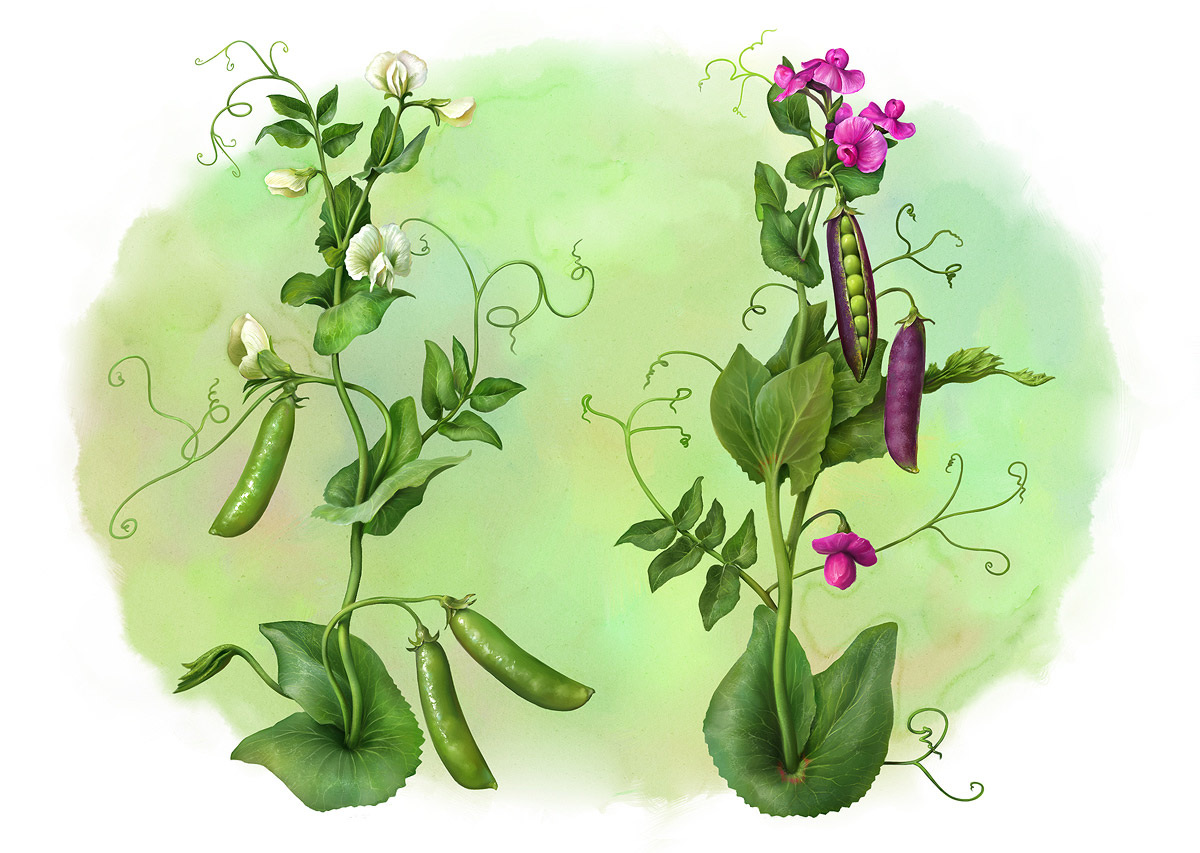 Pea Plants. Stock images - The Art of Eldar Zakirov
