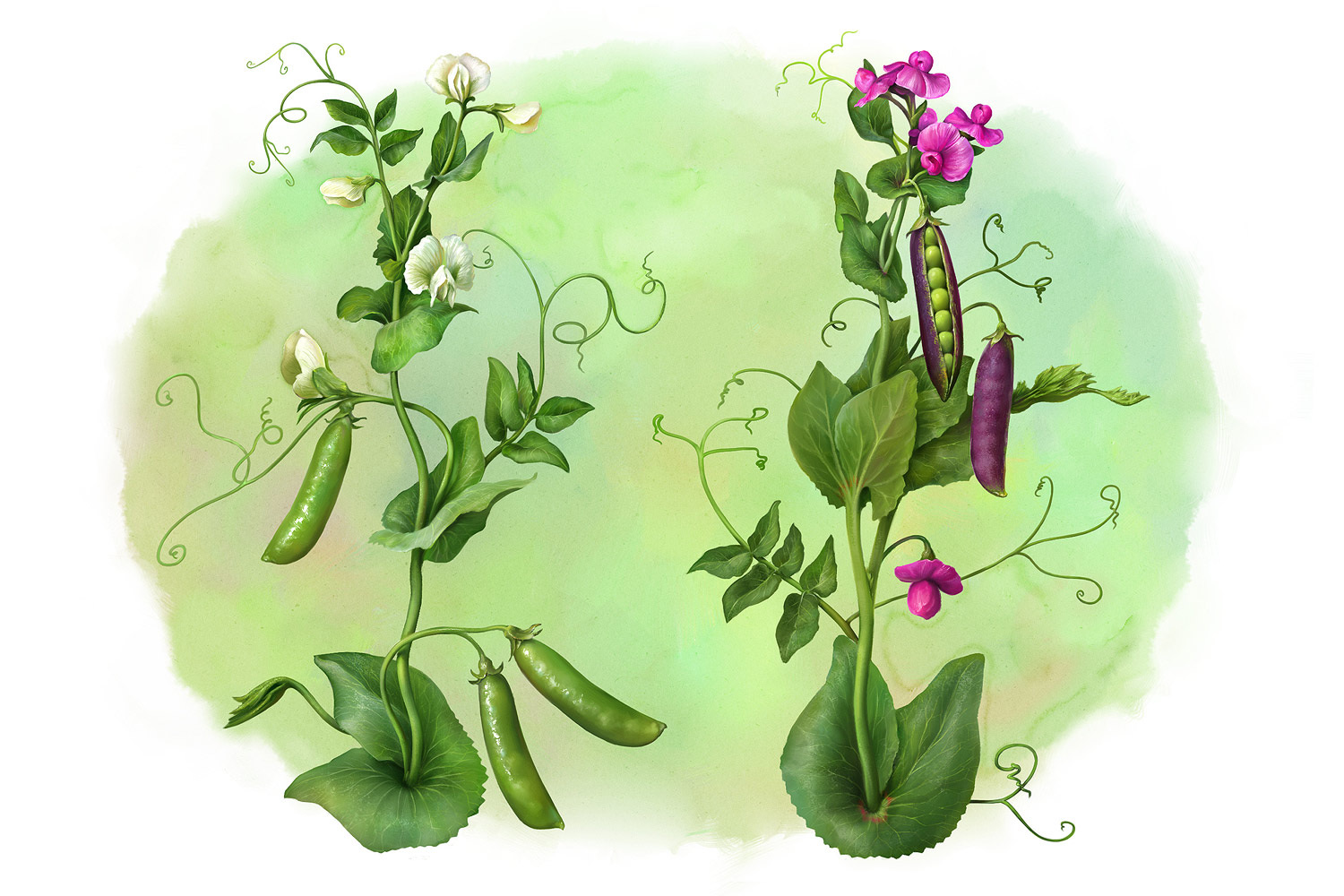Garden Pea Plant Drawings Pea Plant Growth Stages Hi Res Stock