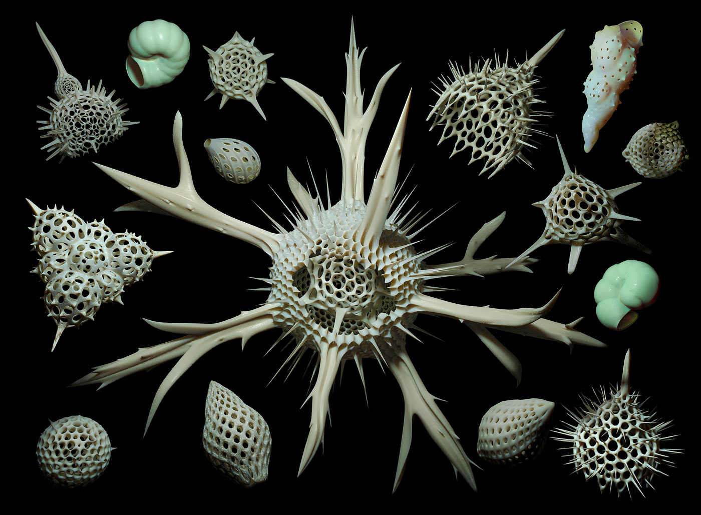 Radiolaria and Foraminifera - The Art of Eldar Zakirov