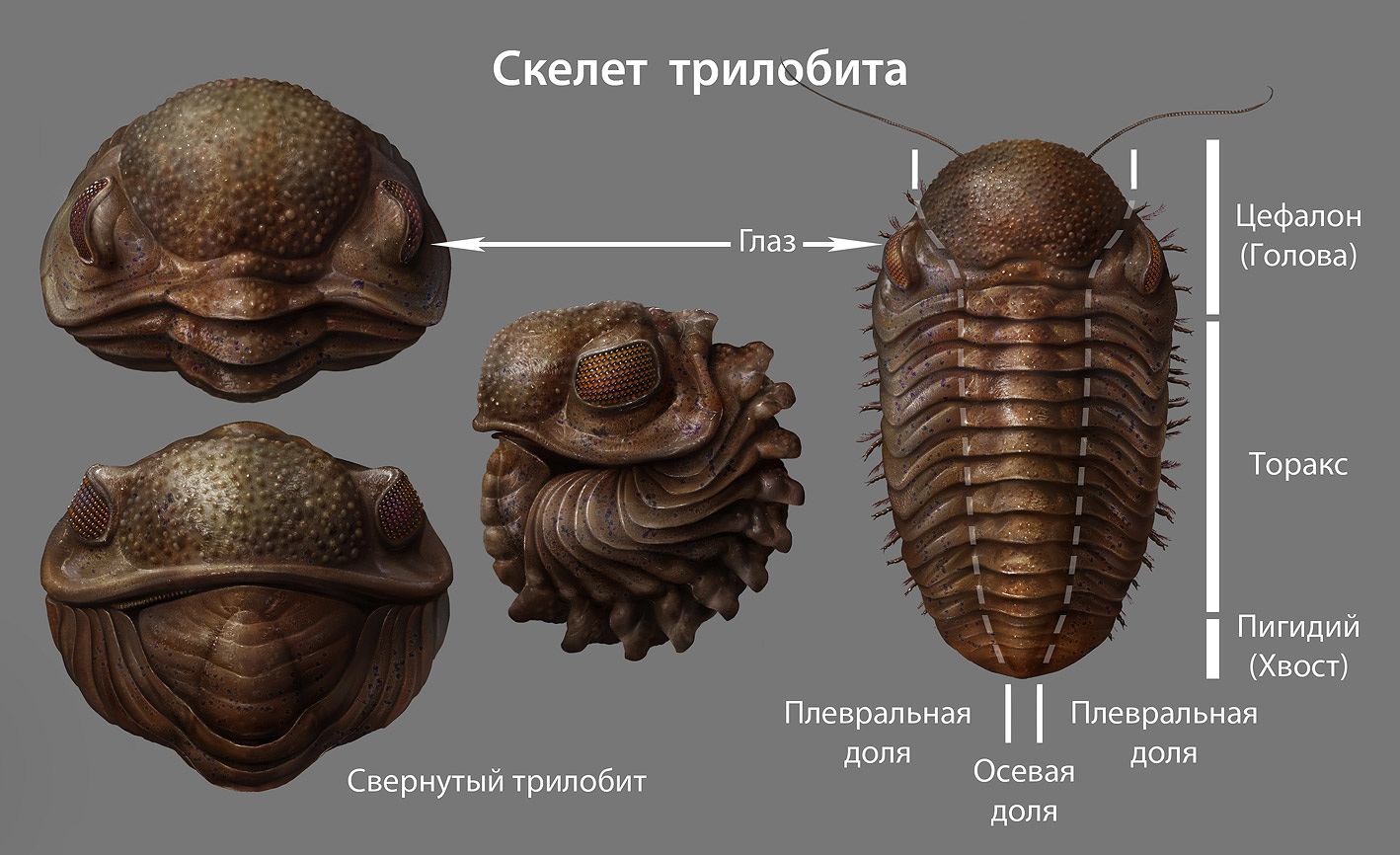 Paciphacops - The Art of Eldar Zakirov