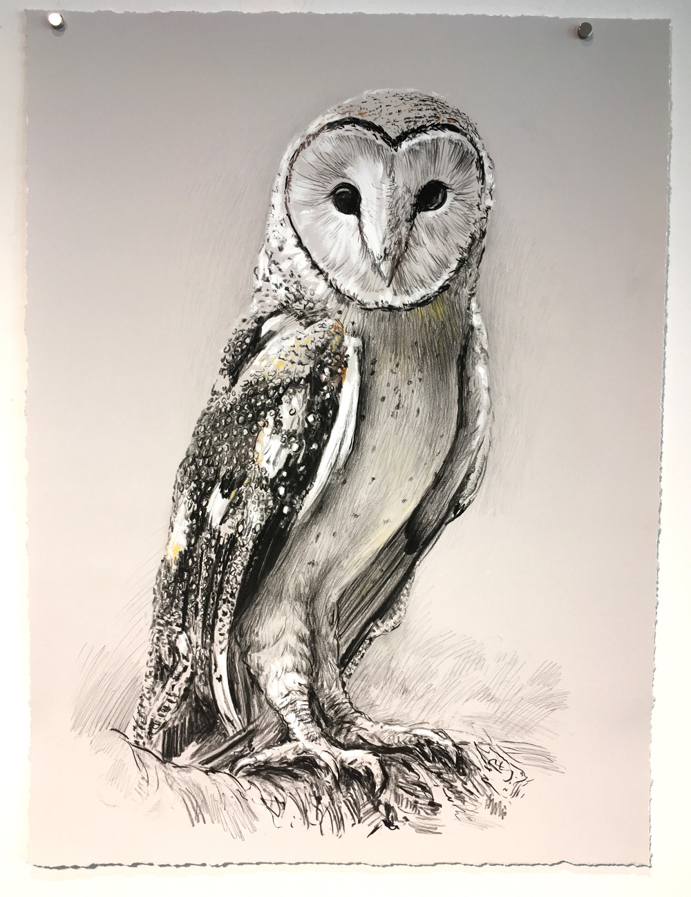 Realistic Barn Owl Drawing