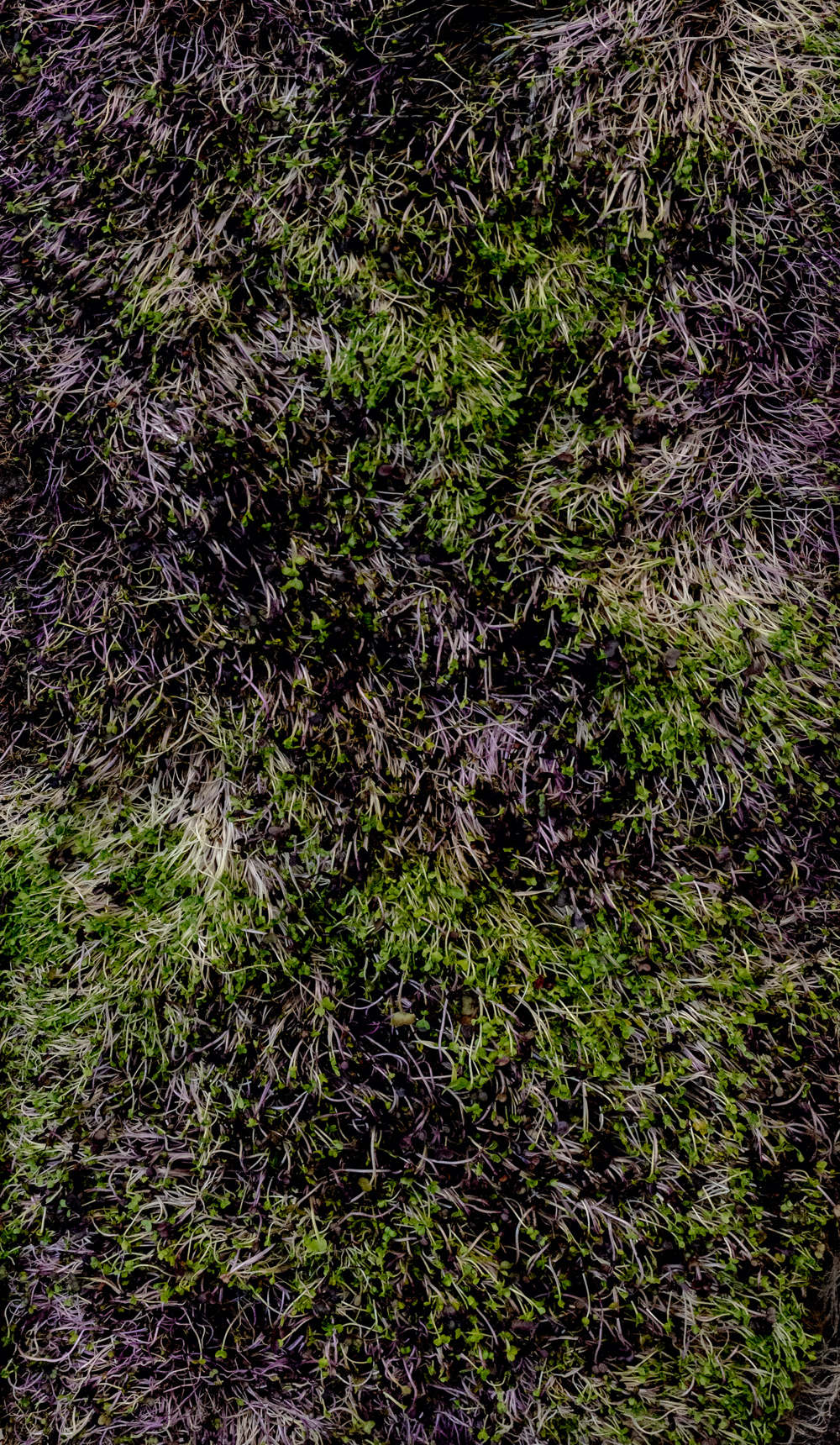 SYNTHETIC NATURE - foreground design agency