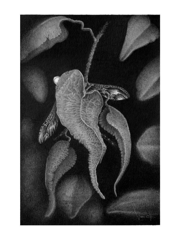 traditional drawings - art of veich