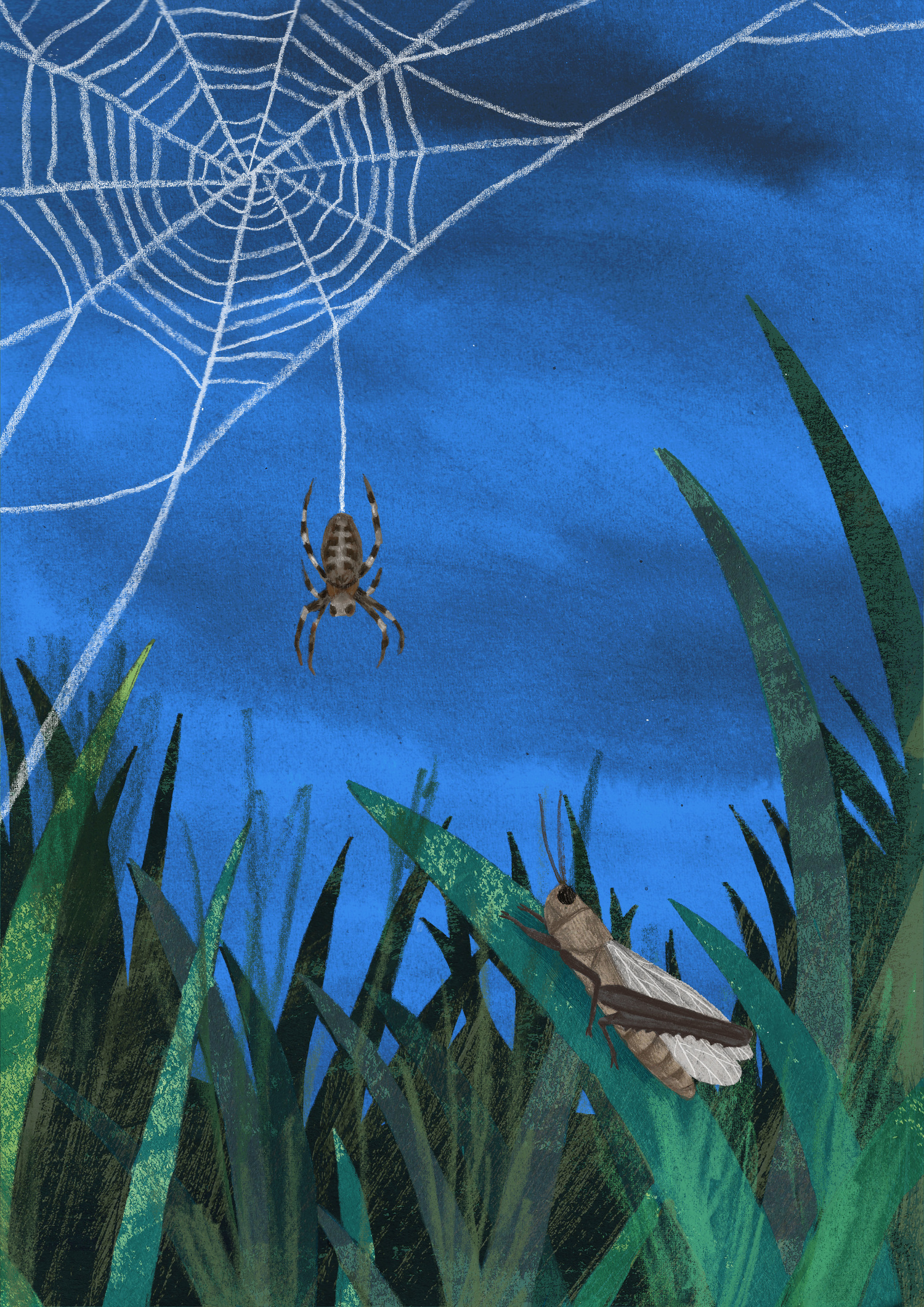 Grasshopper - Catherine Pape Illustration