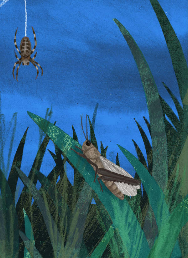 Grasshopper - Catherine Pape Illustration