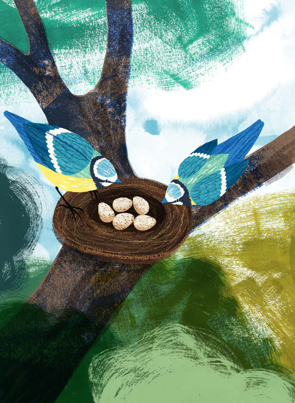 Nesting Birds - Catherine Pape Illustration
