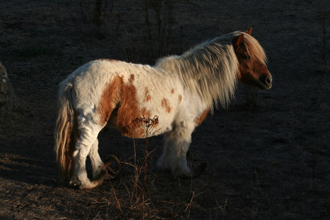 Photography - The Animals Lab