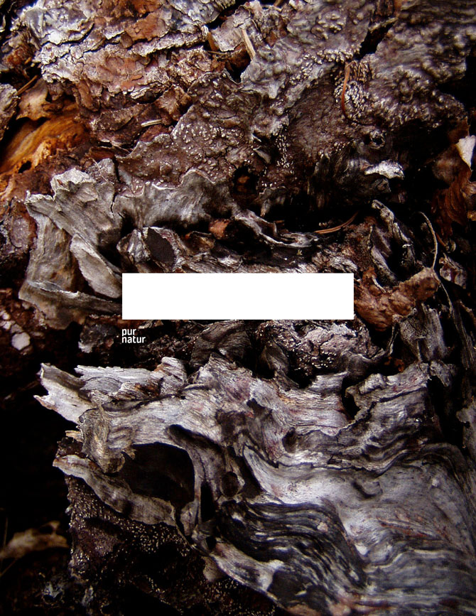 pur natur - Jan König