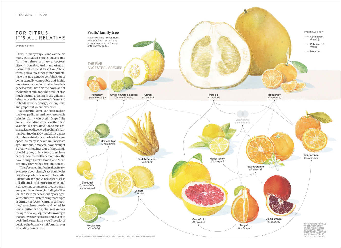 The Citrus Family - monica candela