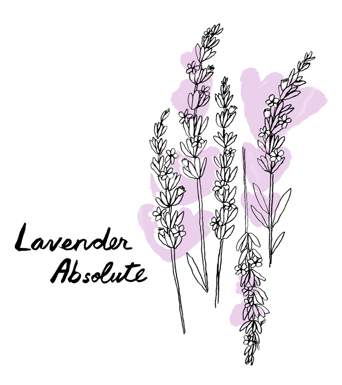 Estée Lauder: Rodin (Lavender) - Elliot Stokes