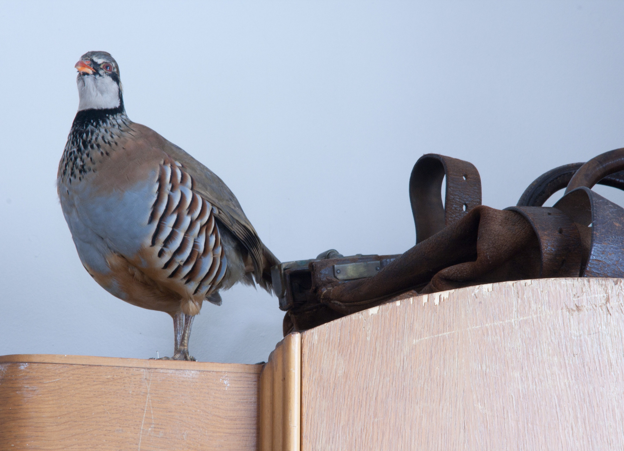 Rose Robson - The Annexe