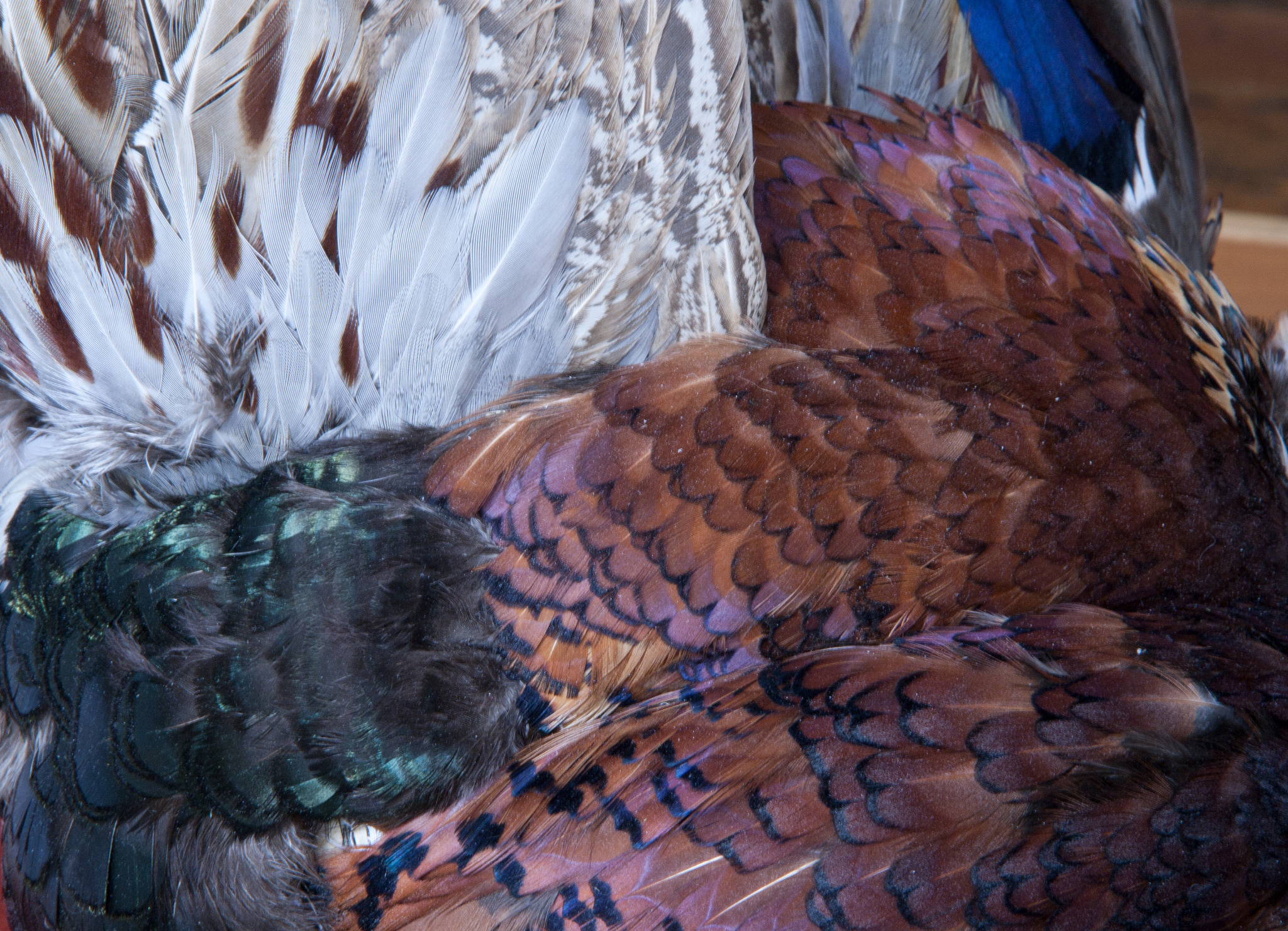 Rose Robson - The Annexe