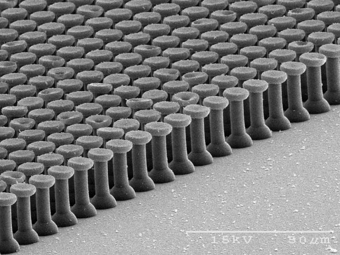 Gecko Effect - Marion Lean