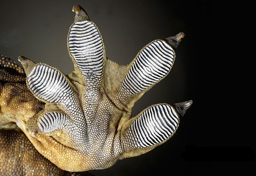 Gecko Effect - Marion Lean