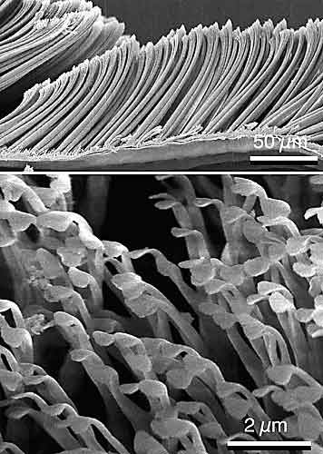 Gecko Effect - Marion Lean