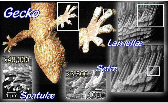 Gecko Effect - Marion Lean