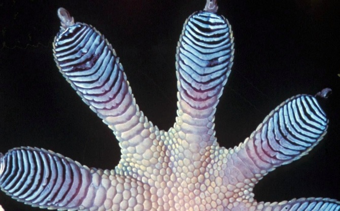 Gecko Effect - Marion Lean