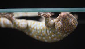 Gecko Effect - Marion Lean