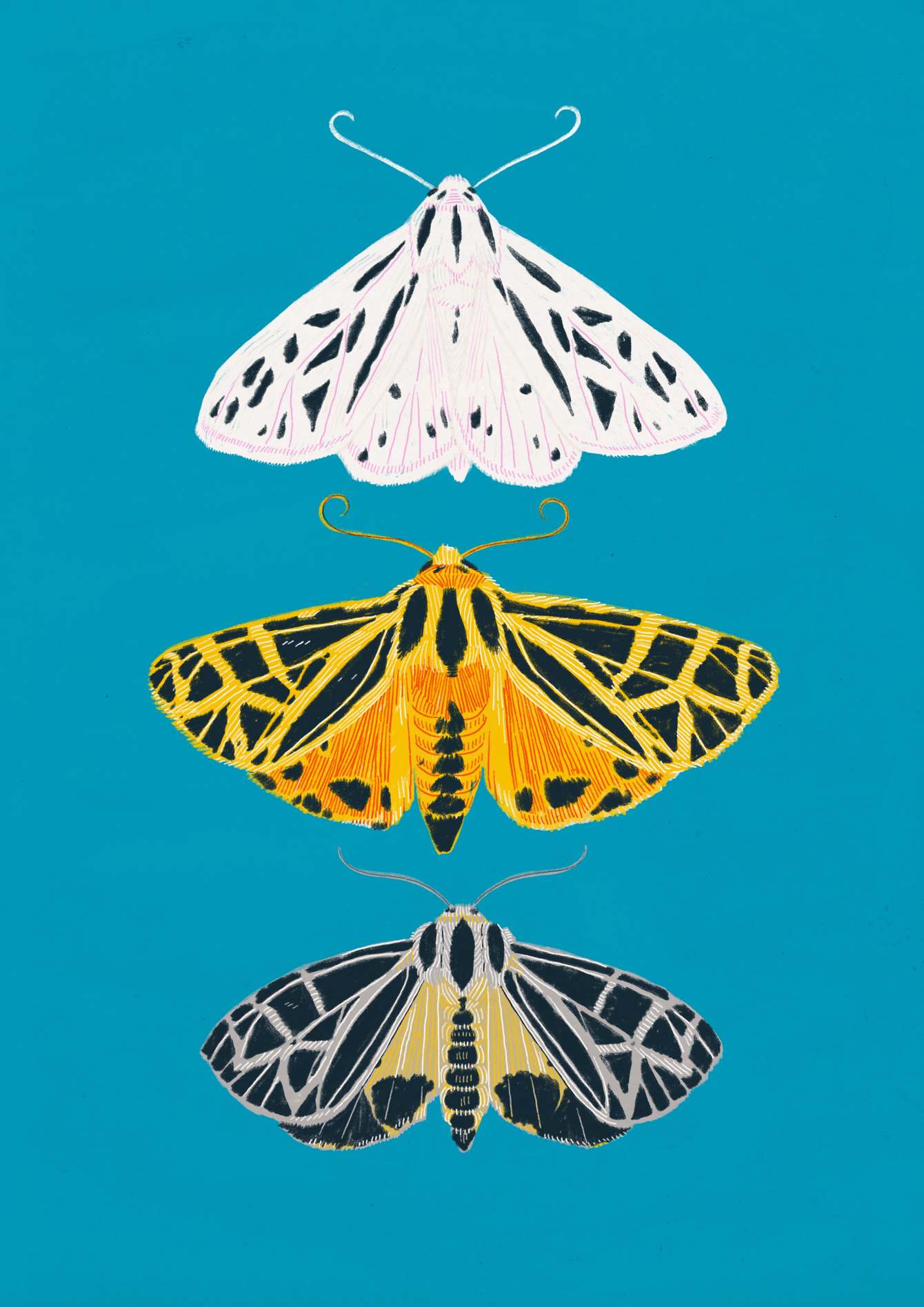 ILLUSTRATION - www.annahiggie.co.uk