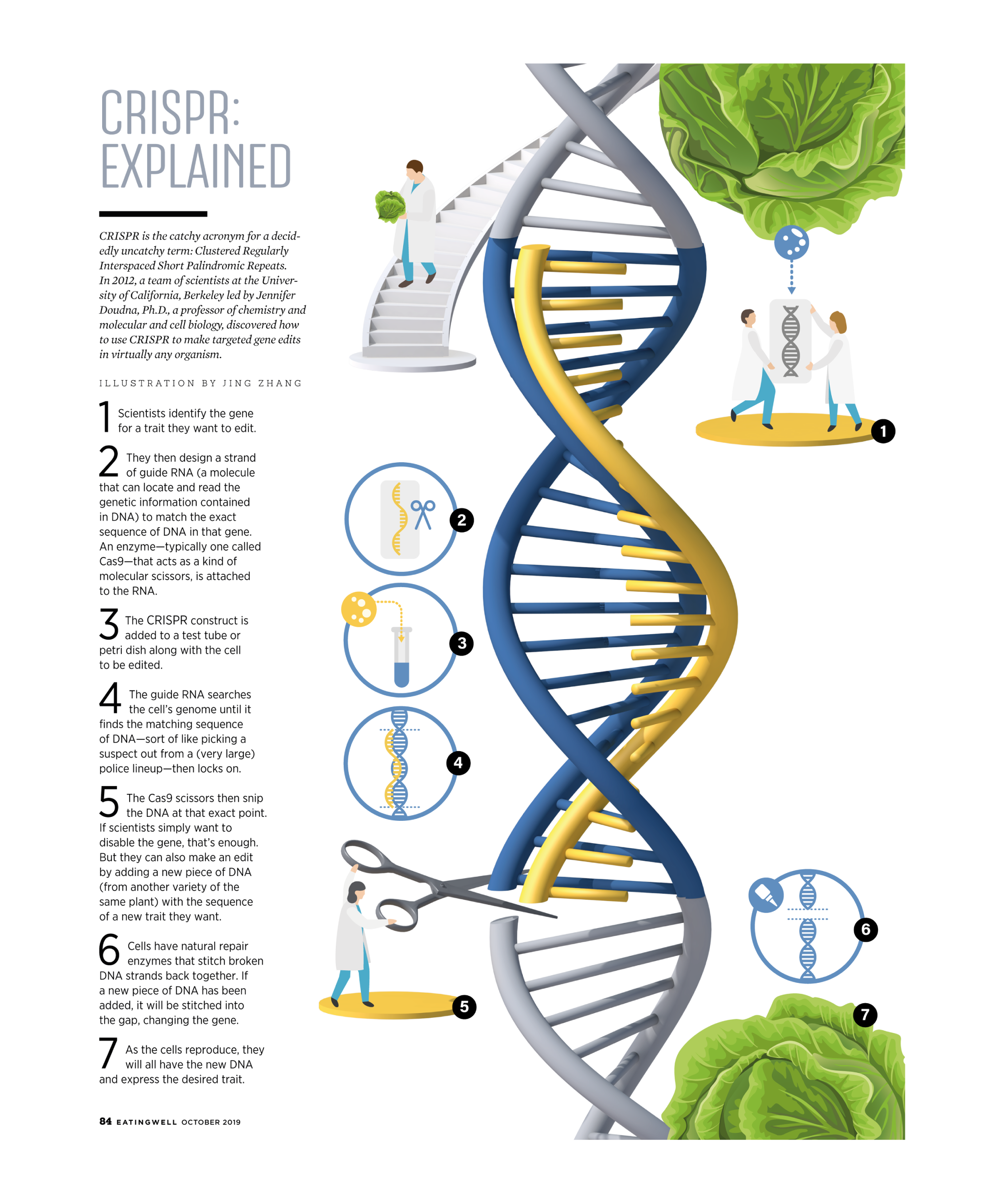 Biology Illustration New Here! Been A Scientific Illustrator For A