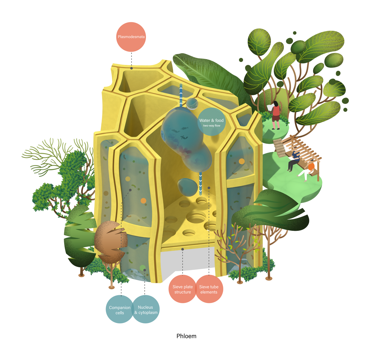 Plant Structure Re imagined Jing Zhang Illustration Plant Structure Re imagined Jing Zhang Illustration
