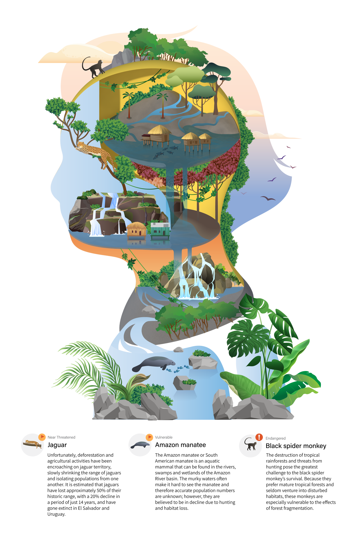 The conservation work - Jing Zhang illustration