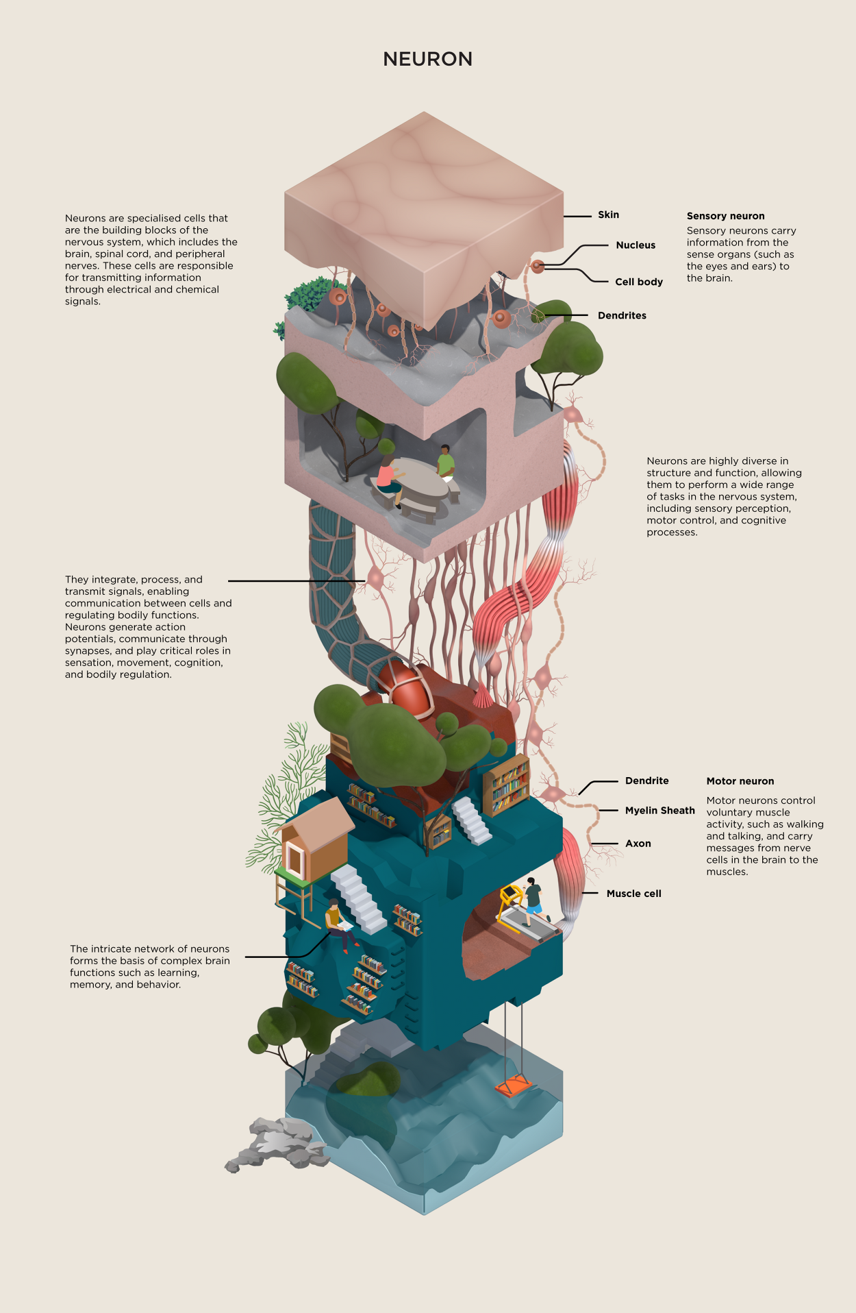 The world underneath the skin - Jing Zhang illustration