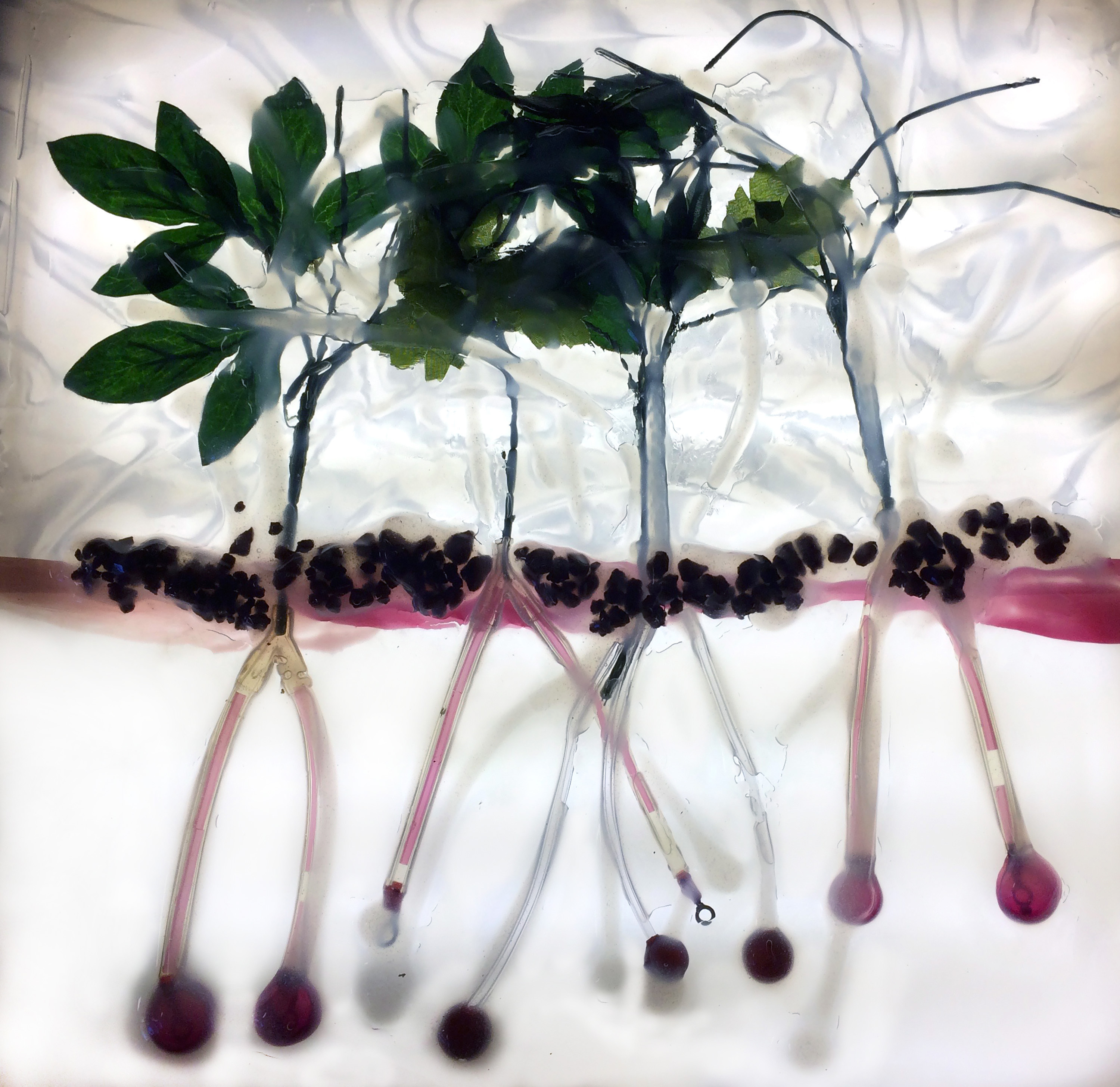 Cross Sections - Katie Caron