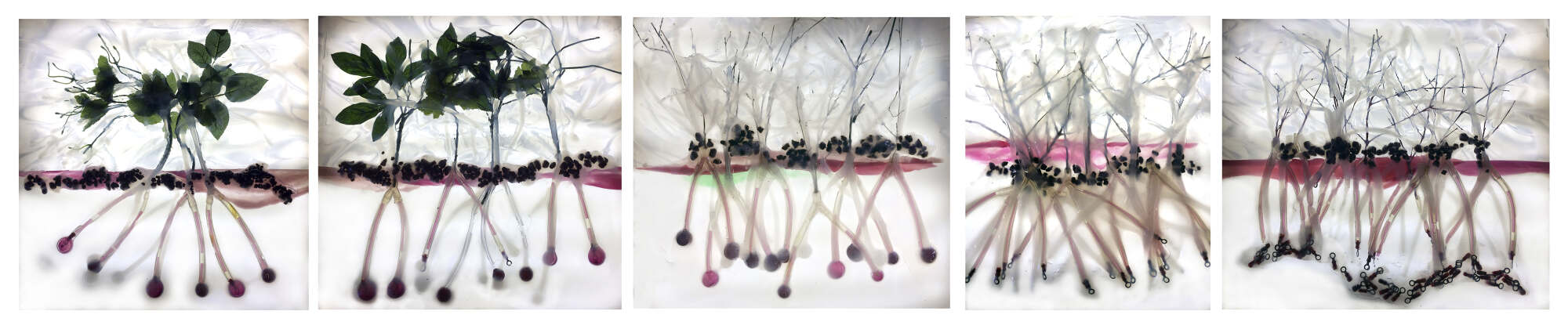 Cross Sections - Katie Caron