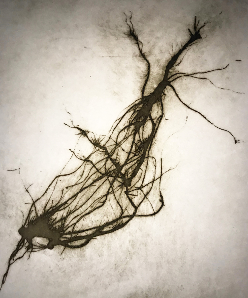 Branching Structures - Katie Caron