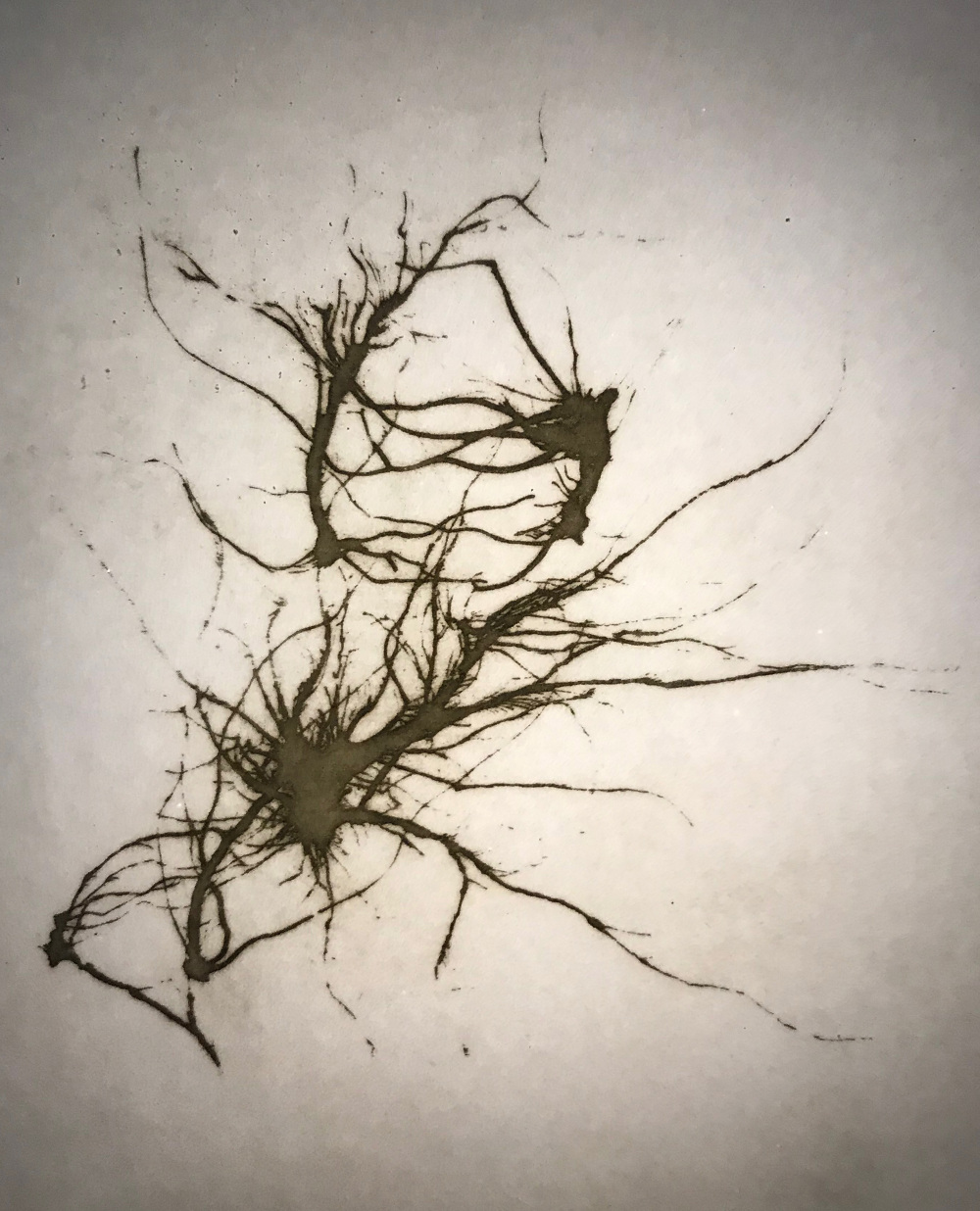 Branching Structures - Katie Caron