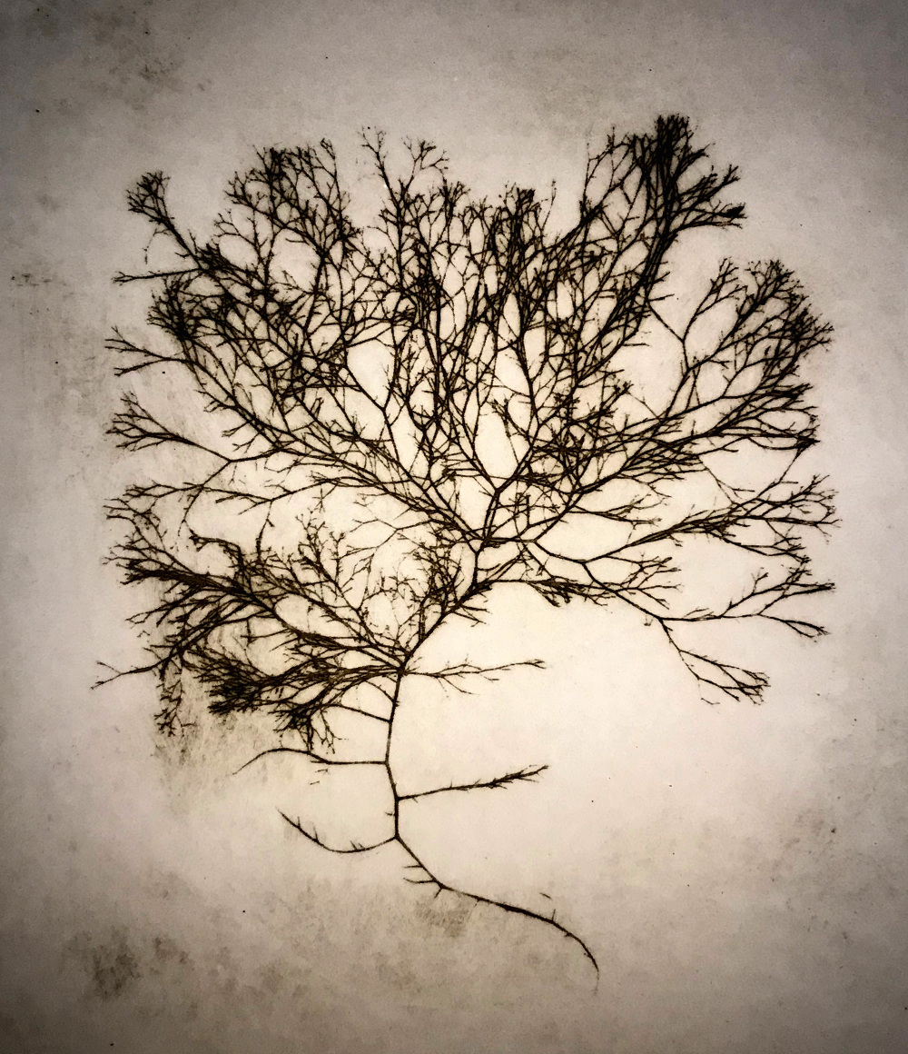 Branching Structures - Katie Caron