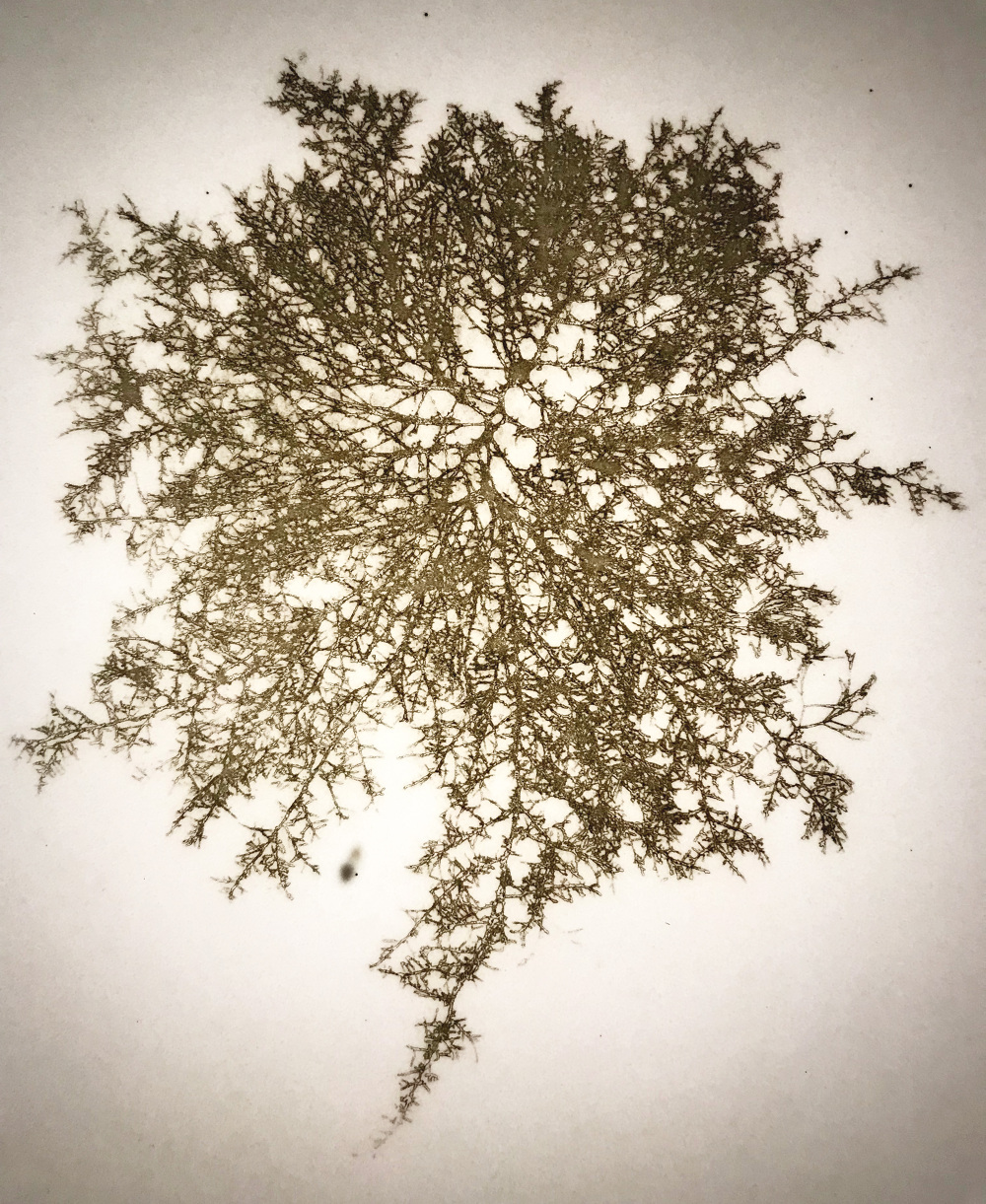 Branching Structures - Katie Caron