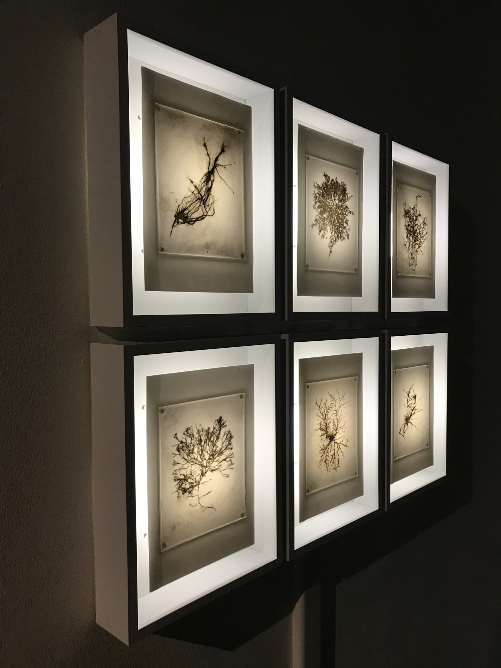 Branching Structures - Katie Caron